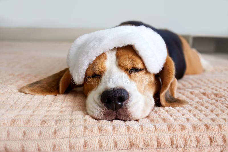 Beagle Dog Wearing Sleep Mask Sleeps Bed Stock Photos - Free & Royalty ...