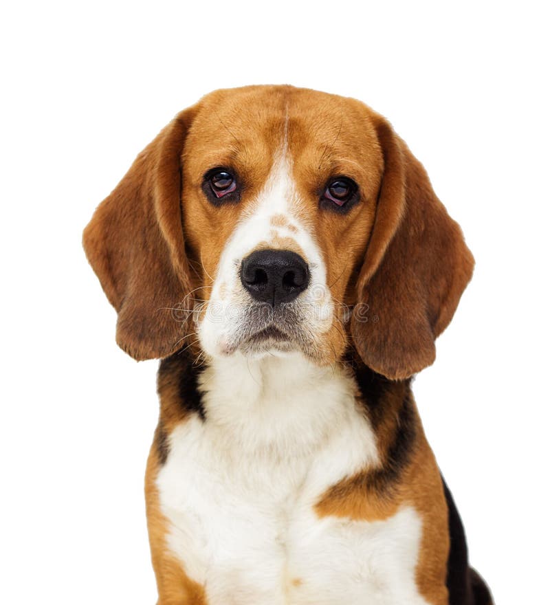 Beagle Dog on a White Background Stock Image - Image of isolated ...