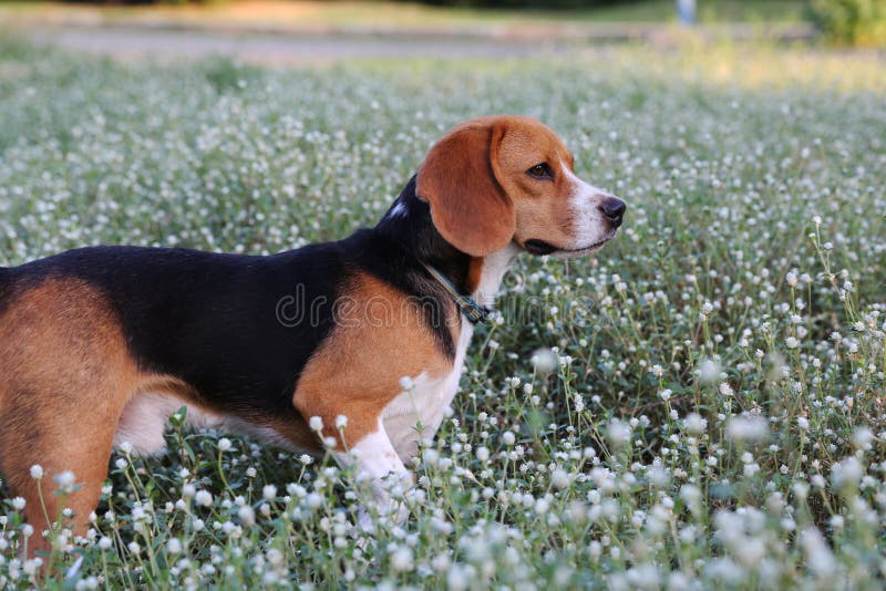 Beagle Dog in the Wiild Flower Field. Stock Image - Image of hair, head ...