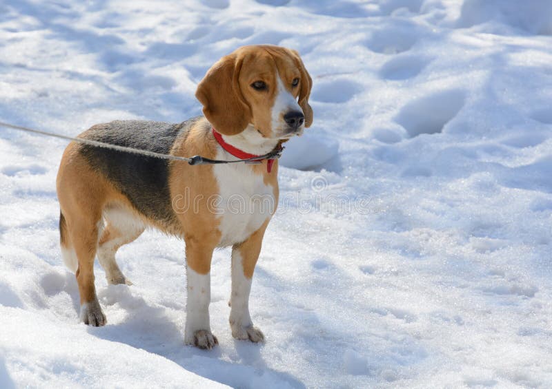 Beagle dog in winter stock image. Image of brown, field - 70047777