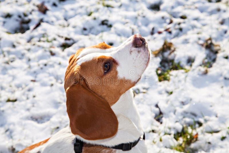 Beagle dog in winter stock photo. Image of friend, bring - 66104520