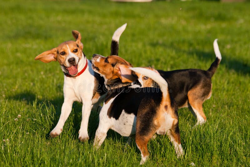 Dogs play fighting stock photo. Image of field, play - 19417416