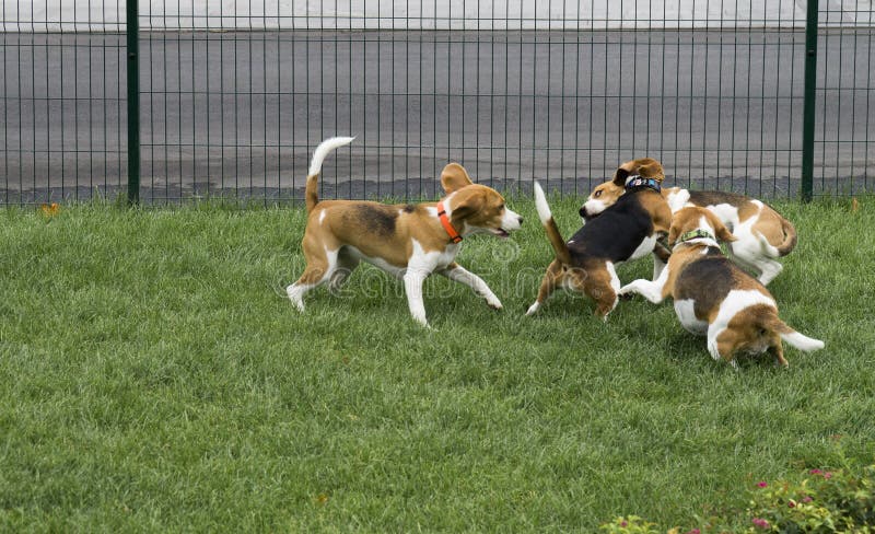 Beagle Dogs Play on a Special Lawn Stock Image - Image of leaves, horse ...