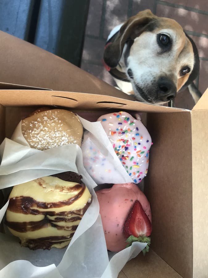 Beagle donut stock image. Image of donut, bakery, city - 121373801