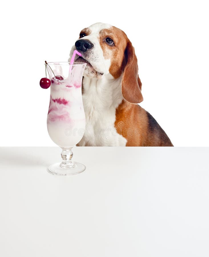 Beagle and cocktail stock image. Image of food, beach - 51098123