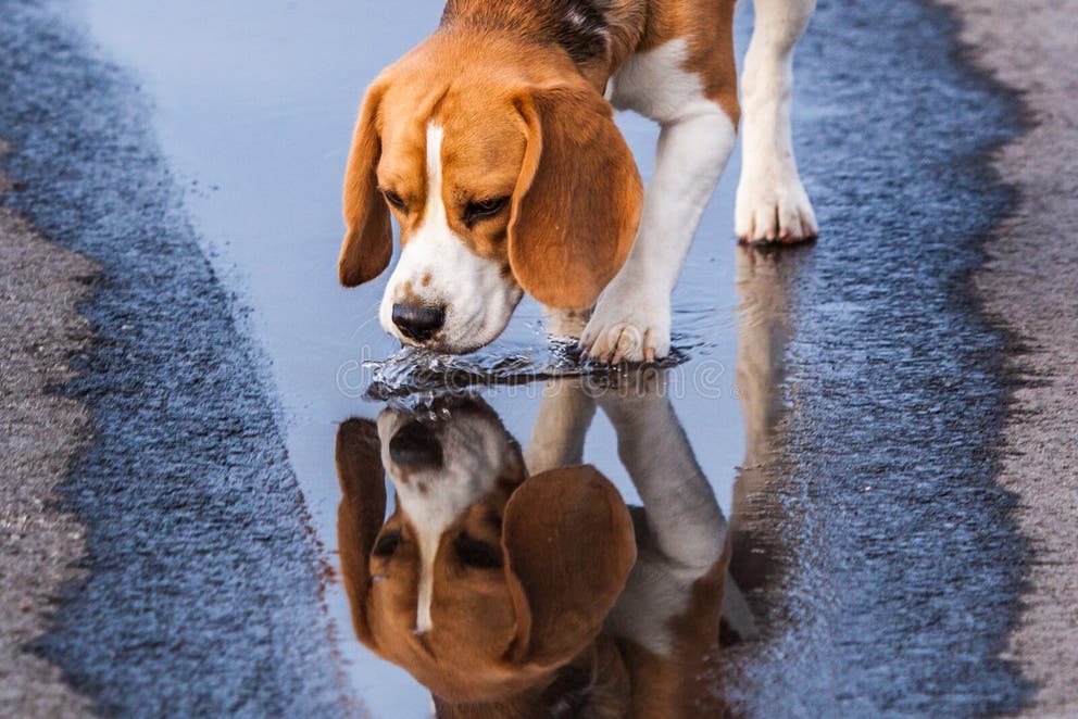 Beagle Drinking from a Puddle Stock Image - Image of single, beagle ...