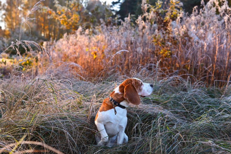 Beagle in the Early Morning in Autumn Forest Stock Image - Image of ...