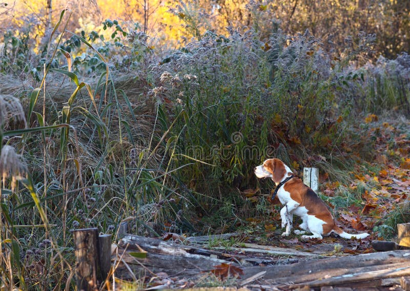 Beagle in the Early Morning in Autumn Forest Stock Photo - Image of ...