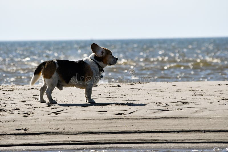 Beagle are Ears Up from the Wind in St. Peter Ording Stock Image ...
