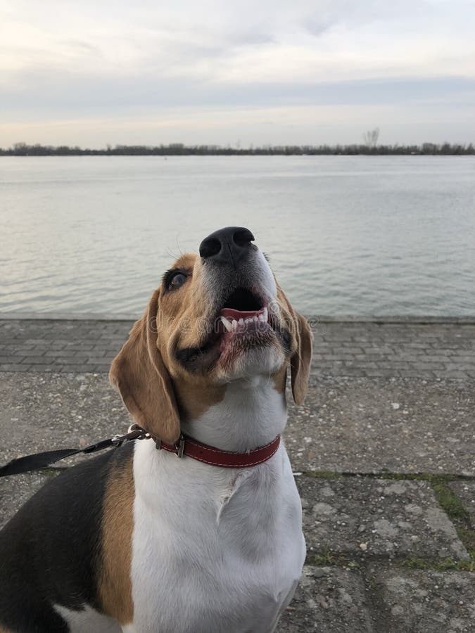 Beagle en la playa, Oregon foto de archivo. Imagen de beagles - 115155974
