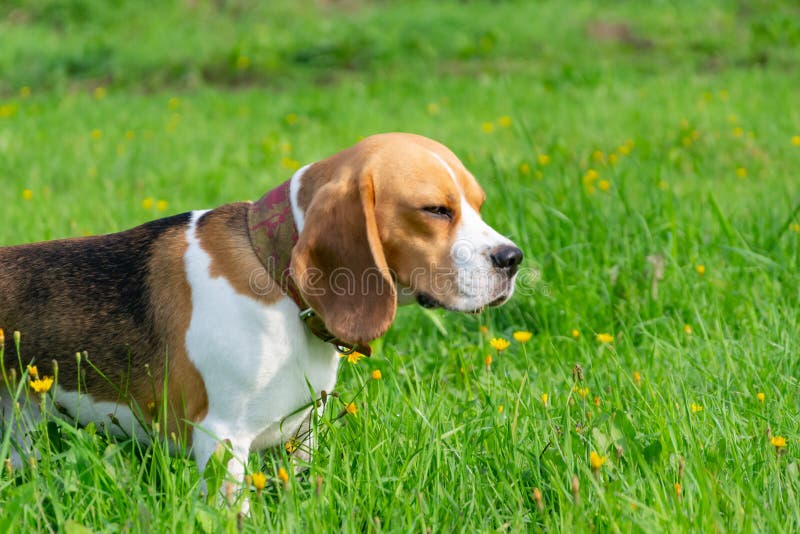 Beagle en la playa, Oregon foto de archivo. Imagen de perezoso - 129867186