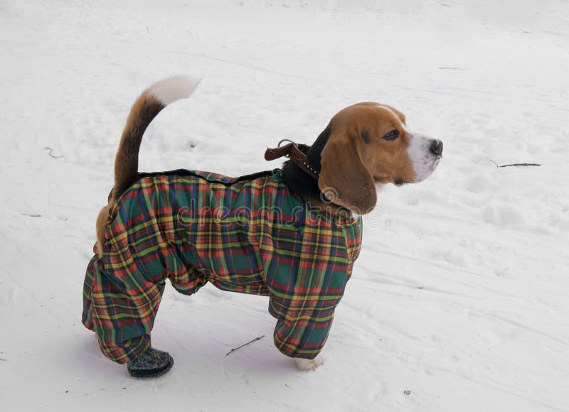 Beagle En Traje Del Invierno Foto de archivo - Imagen de pista, feliz ...