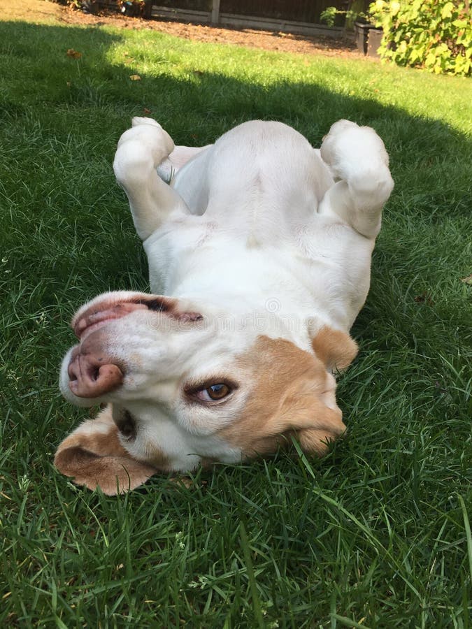 Beagle enjoying the sun stock photo. Image of cute, funny - 83775310