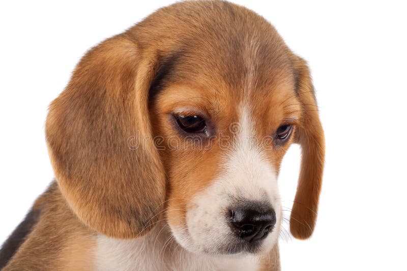Beagle face stock image. Image of mammal, domestic, terrier - 17755041
