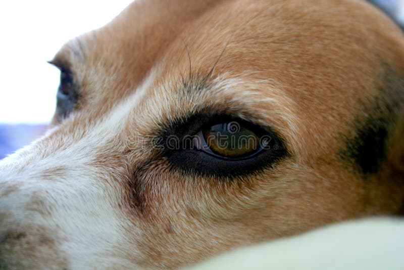 Beagle Face stock image. Image of sleepy, tired, domestic - 2777389