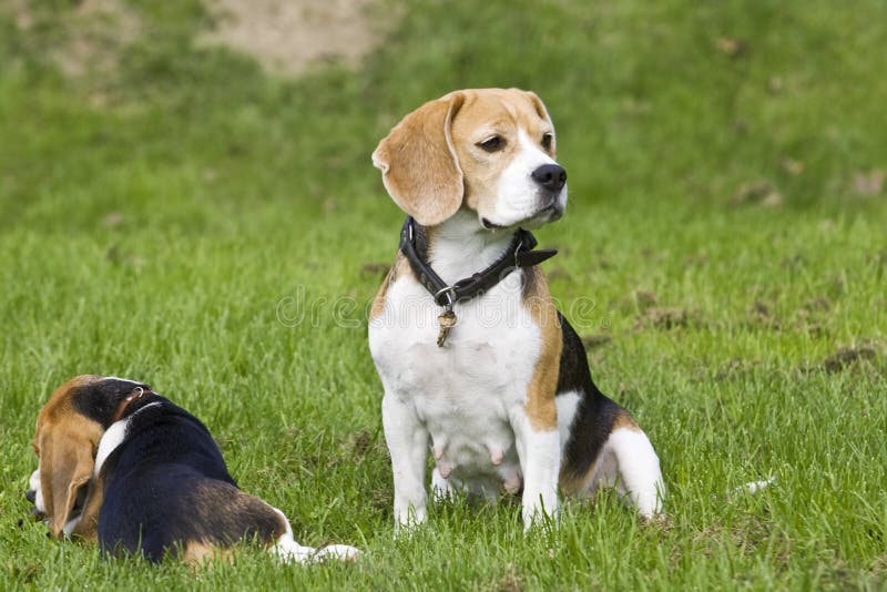 Beagle Female with Her Puppy Stock Photo - Image of ears, profile: 16120678