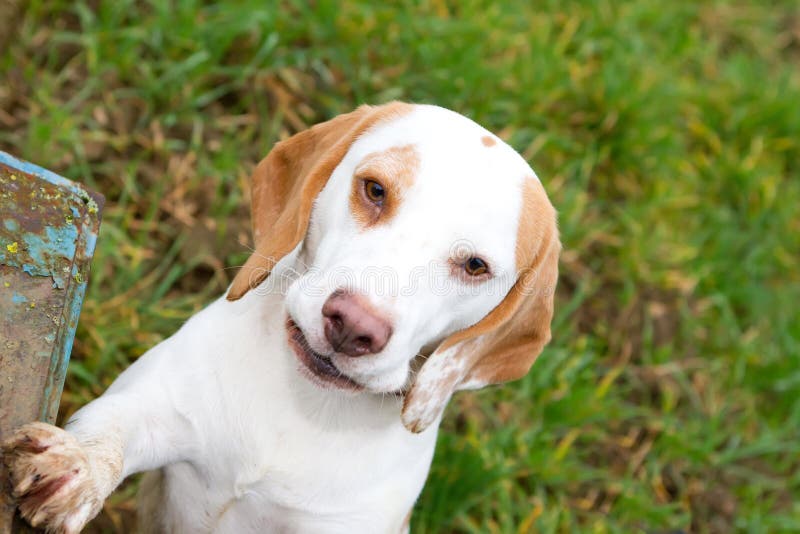 Beagle in a Field Looking Up Stock Image - Image of nose, doggy: 27338815