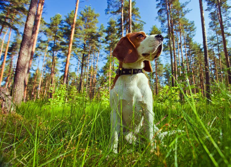 Beagle in forest stock image. Image of wood, summer, forest - 24940953