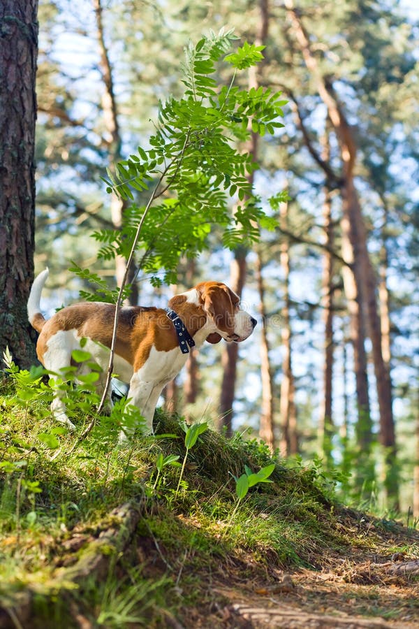 Beagle in forest stock photo. Image of mammal, hunting - 31307852