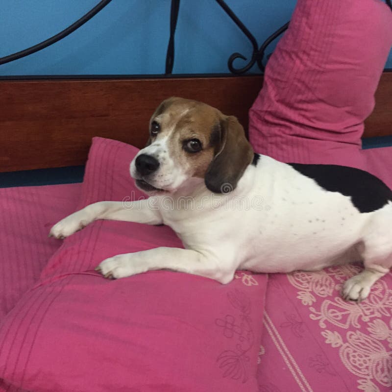 Beagle stock photo. Image of friendly, beagle, dubai - 55819558