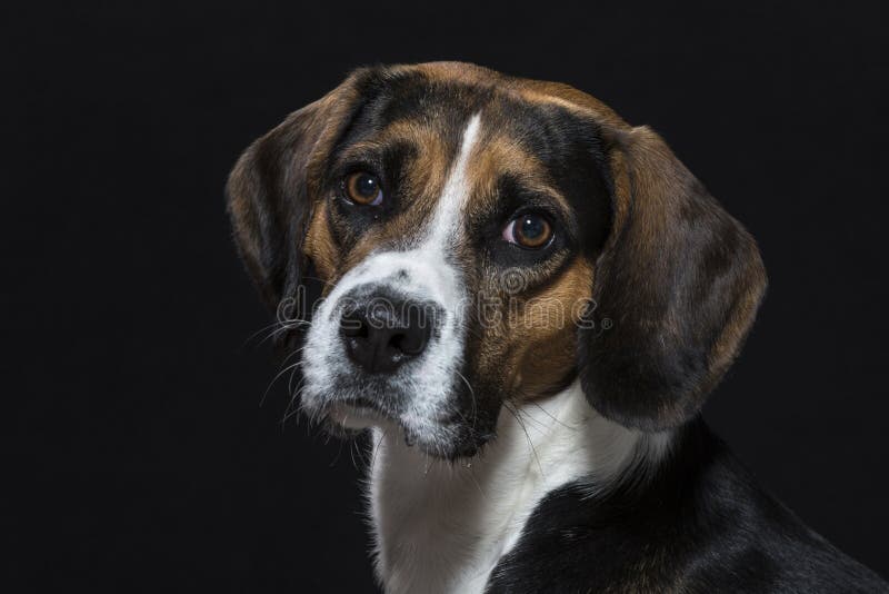 Beagle in Front of Black Background Stock Image - Image of friend, head ...