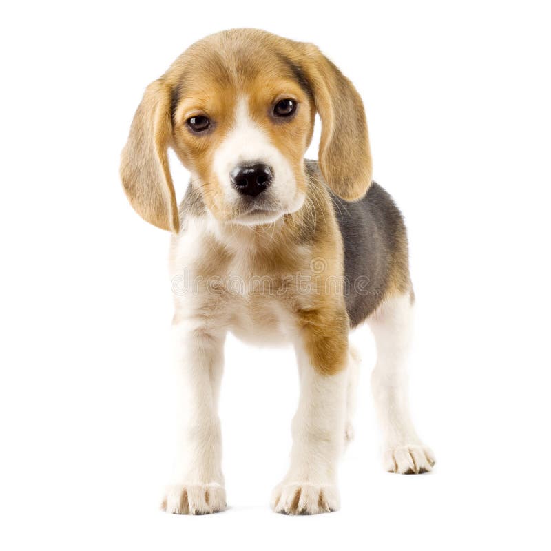 Beagle puppy stock photo. Image of retriever, small, doggy - 21841044