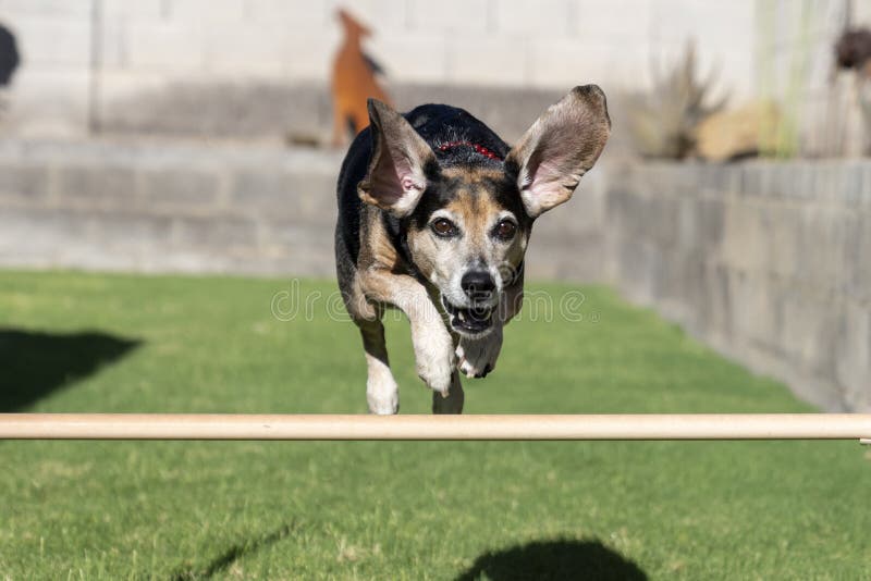 Beagle Going Over an Agility Jump Stock Photo - Image of daylight ...