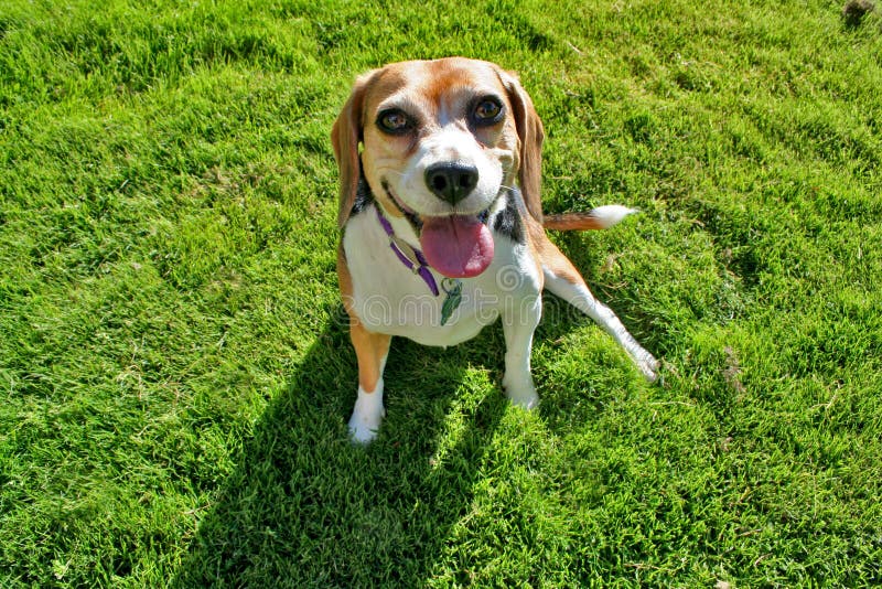 827 Beagle Teeth Stock Photos - Free & Royalty-Free Stock Photos from ...