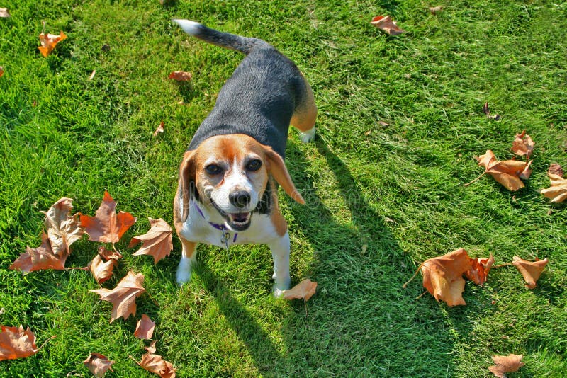 Fall beagle dog stock image. Image of warm, bokeh, face - 35091247