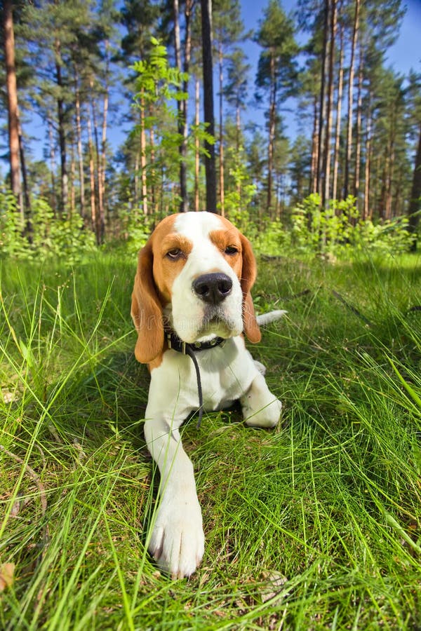 Beagle pointing stock photo. Image of adorable, hairy - 24530462