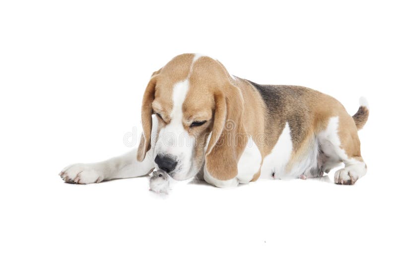 Hungry beagle dog stock image. Image of cute, beagle - 24502923