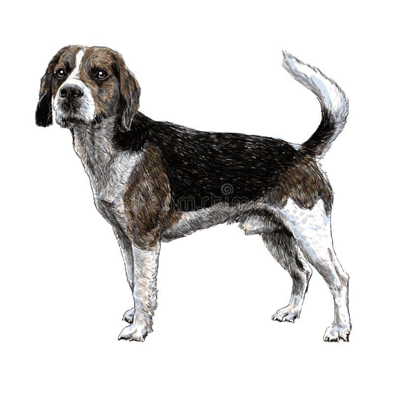 Beagle hand drawn stock photo. Image of furry, drawing - 54243646