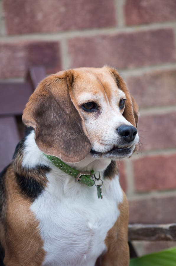 Beagle stock photo. Image of hunting, coloured, collar - 42551990