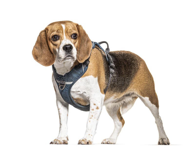 Beagle with a Harness, Isolated Stock Photo - Image of carnivore ...