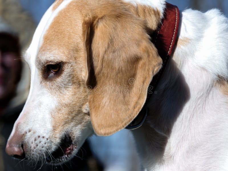 Beagle harrier puppy stock photo. Image of charming, hound - 46028628