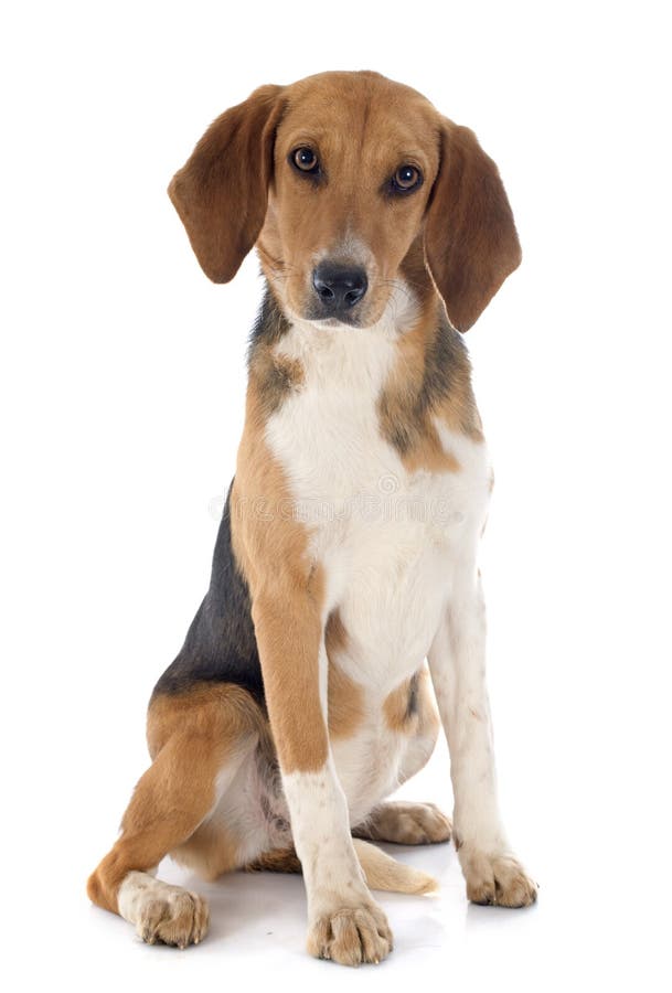 Is A Beagle Harrier A Good Pet