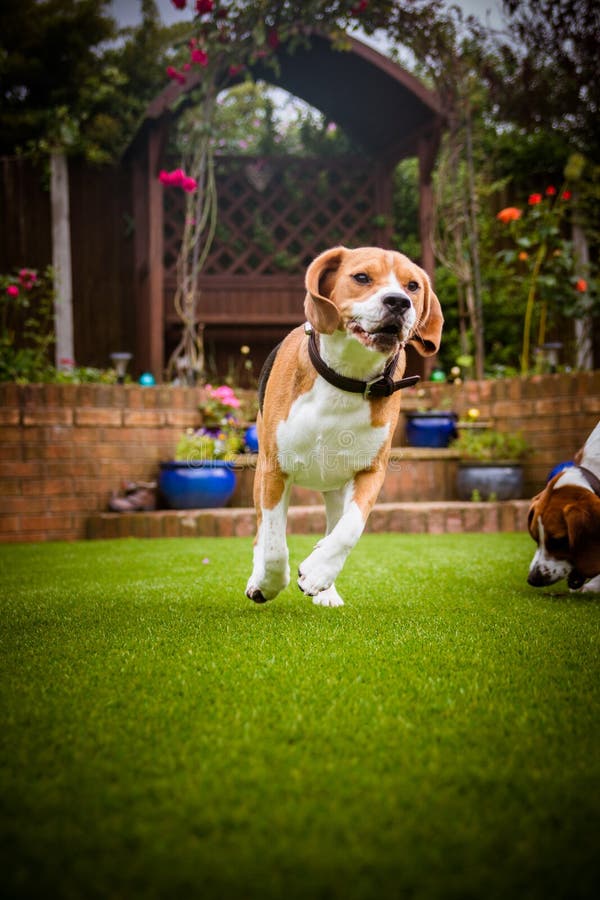 Dog having fun running stock photo. Image of purebred - 86972562