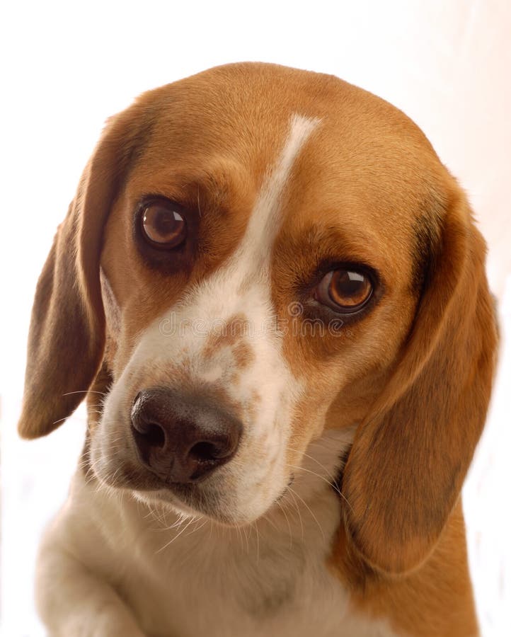 Dog in sunglasses stock photo. Image of animal, brown - 3720896