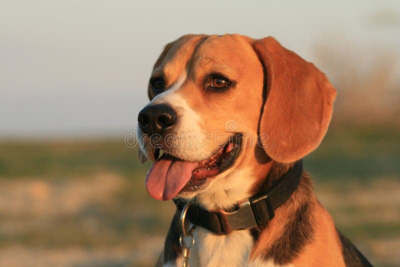 Beagle Head Shot stock image. Image of twilight, long - 48366543