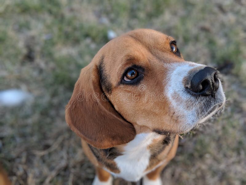 Beagle Side Stock Photos - Download 800 Royalty Free Photos