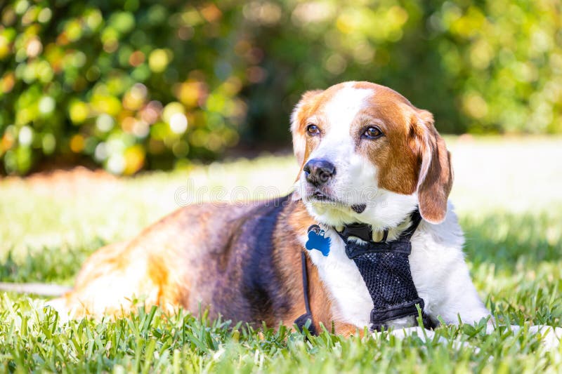 Beagle Hound Getting Sun while Lying in the Grass. Stock Photo - Image ...