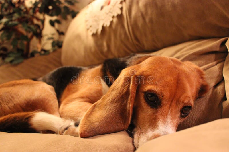 Beagle stock image. Image of home, beagle, living, pets - 49358035