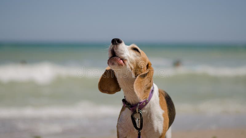 Beagle howling stock photo. Image of beach, beachdog - 299610712