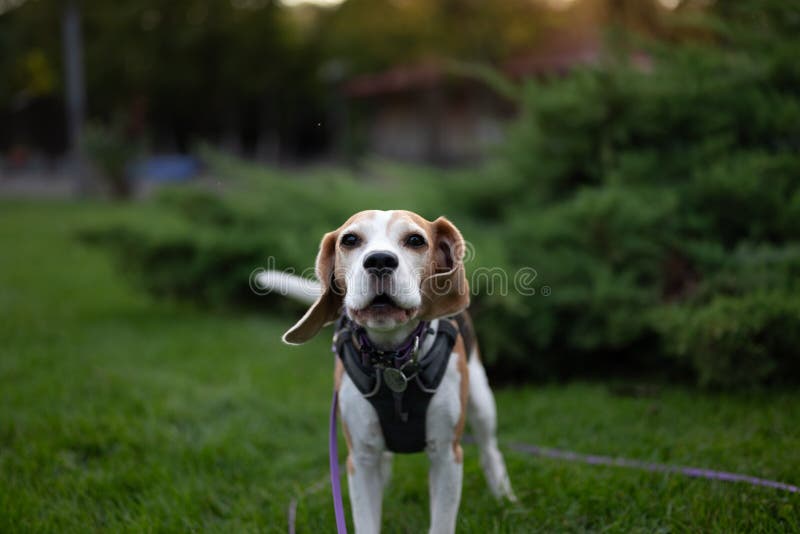 Beagle howling stock image. Image of nikon, beagle, howling - 299609063