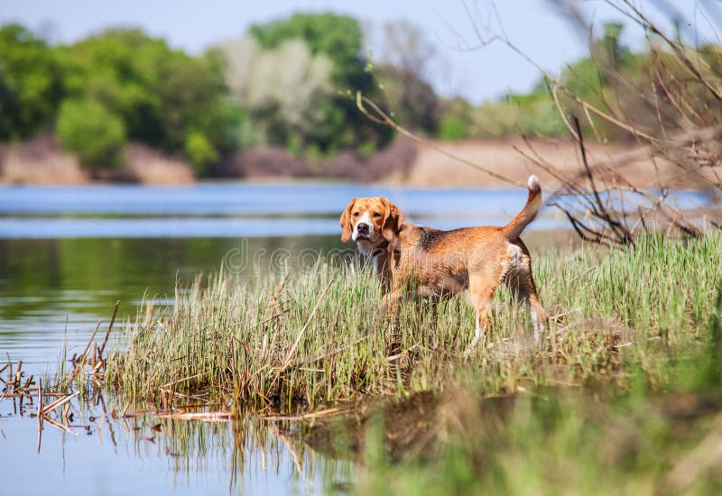 Beagle- hunter dog stock photo. Image of hound, cute - 40243112