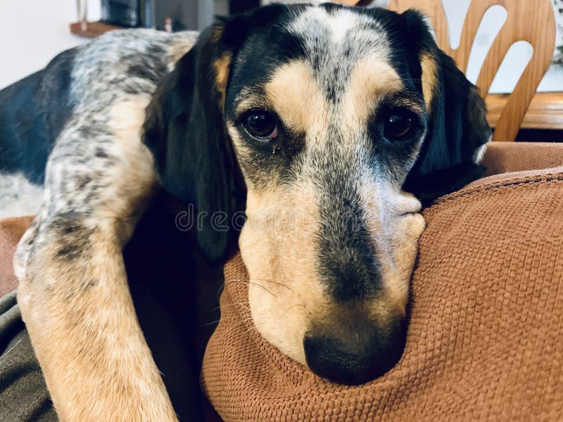 Beagle Hunting Dog Looking Pitiful Upset on Sofa Stock Image - Image of ...
