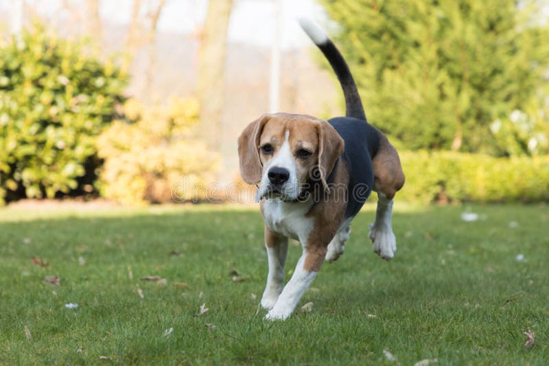 Beagle jumping outdoor stock image. Image of sweet, jump - 137184737