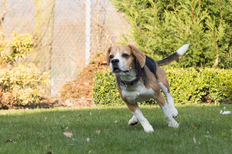 Beagle jumping outdoor stock image. Image of beagle - 137184901