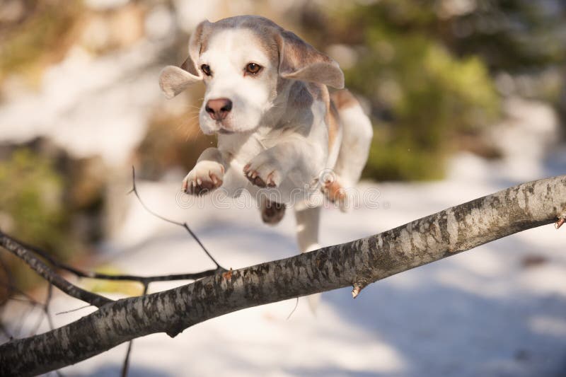 Dog run beagle jumping fun stock image. Image of jump - 112295655