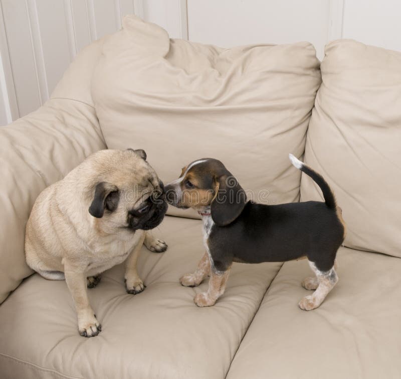Beagle Kissing a Pug stock photo. Image of leather, breed - 8952344